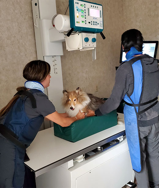 Diagnostic Imaging - Vet in Miami | Town & Country Animal Hospital