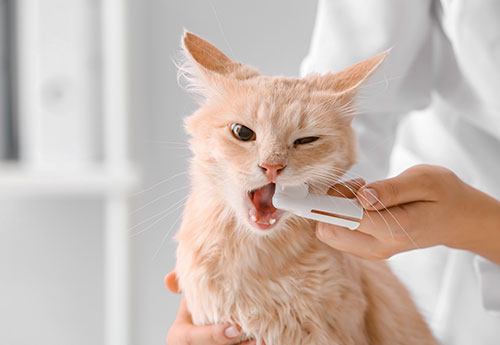 AAHA - Vet in Miami | Town & Country Animal Hospital