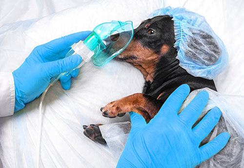 AAHA - Vet in Miami | Town & Country Animal Hospital