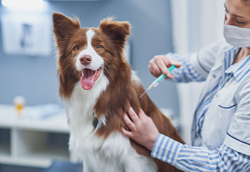 AAHA - Vet in Miami | Town & Country Animal Hospital