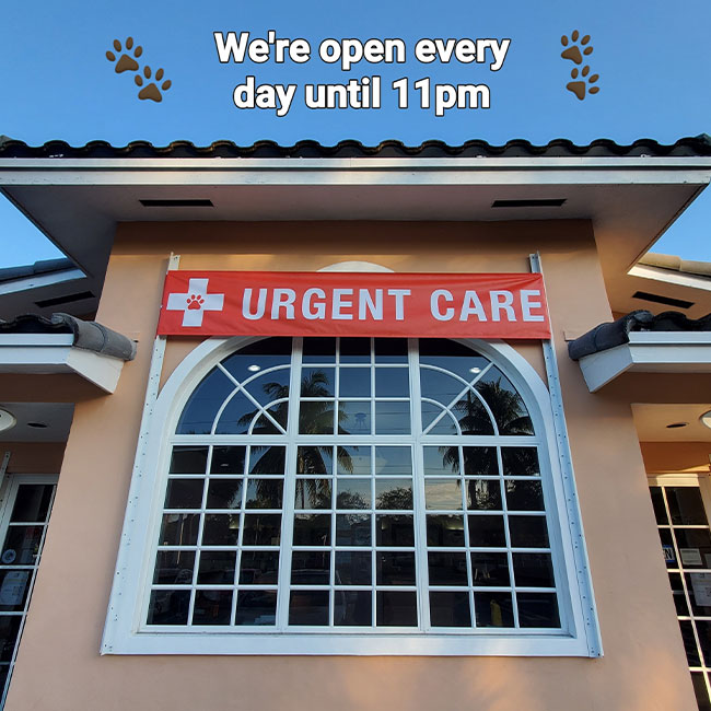 Emergency & Urgent Care - Vet in Miami | Town & Country Animal Hospital