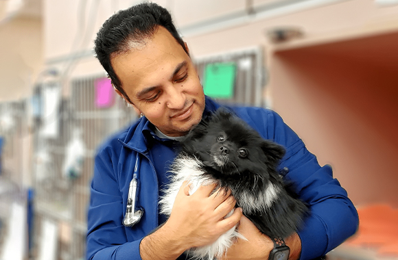 Veterinarian in Miami | Vets Near Me | Town & Country Animal Hospital